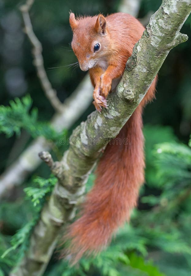 Red Squirrel stock image. Image of mossy, green, outside - 94922839
