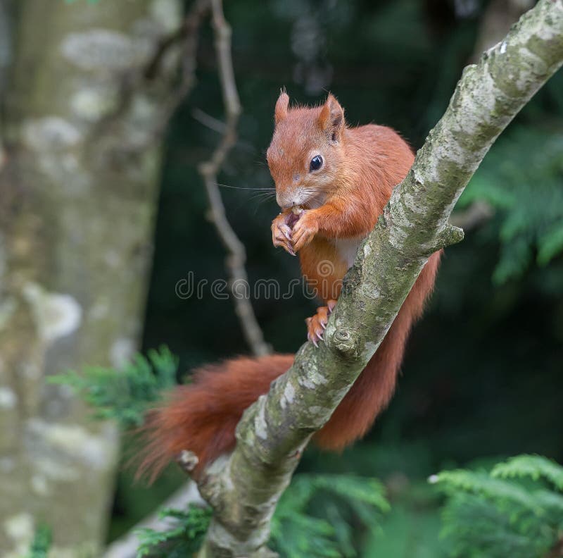 Red Squirrel stock image. Image of mossy, green, outside - 94922839
