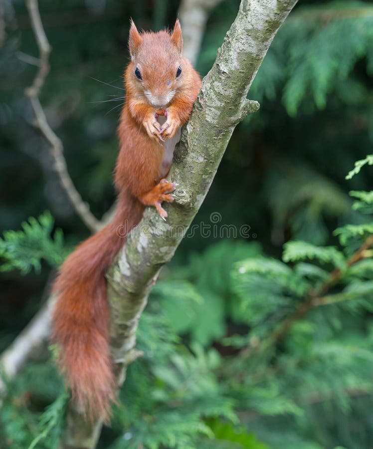 Red Squirrel stock image. Image of mossy, green, outside - 94922839