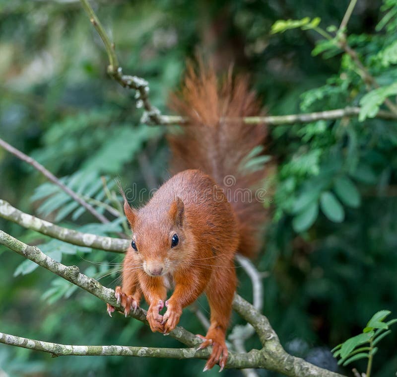 Red Squirrel stock image. Image of mossy, green, outside - 94922839