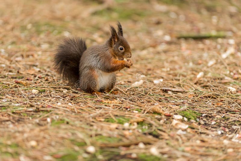 Red Squirrel stock image. Image of united, english, britain - 94874103