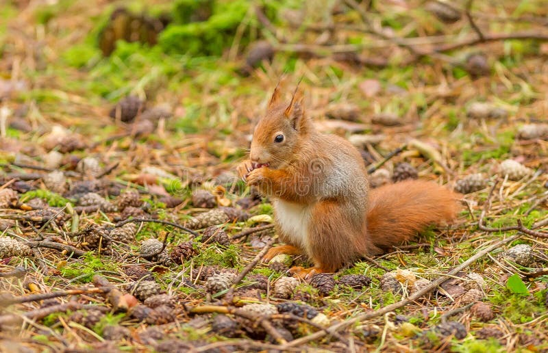 Red Squirrel stock image. Image of mossy, green, outside - 94922839