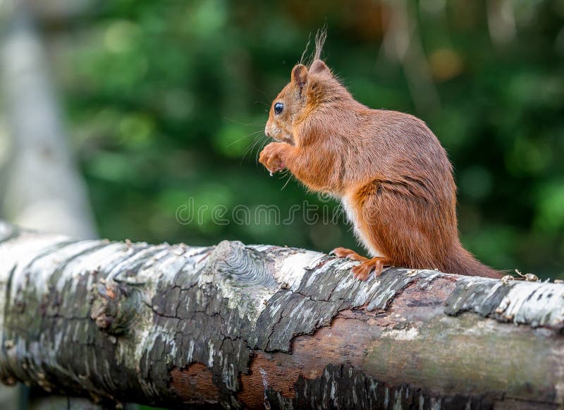 Red Squirrel stock image. Image of mossy, green, outside - 94922839