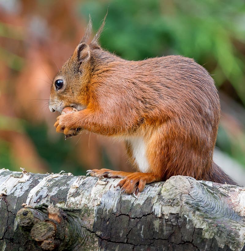 Red Squirrel stock image. Image of mossy, green, outside - 94922839