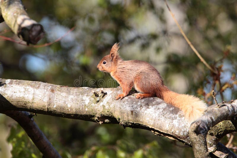 Red squirrell. stock image. Image of mammals, wild, squirrel - 30951203