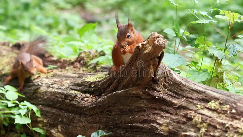 Red Squirrels Explore a Fallen Tree in a Lush Forest, Playfully Peeking ...