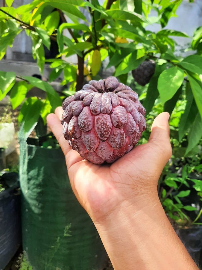 Srikaya Fruit Photographed with Smooth Leaves and Stones Stock Photo ...
