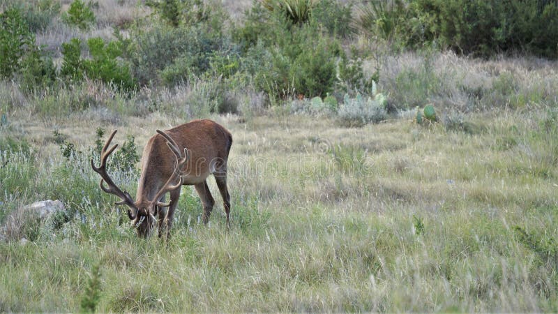 Red Stag Buck Backdrop stock photo. Image of mammal - 122609630