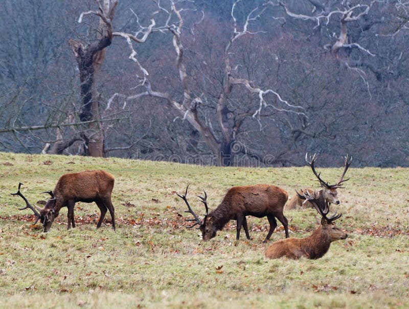 Red Stag Deer in an English Park Stock Photo - Image of nature, deer ...