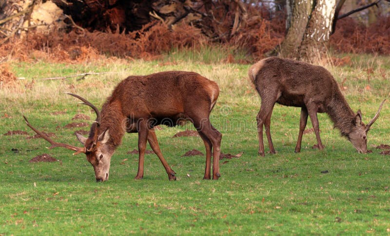 Red Stag Deer in an English Park Stock Photo - Image of watchful ...