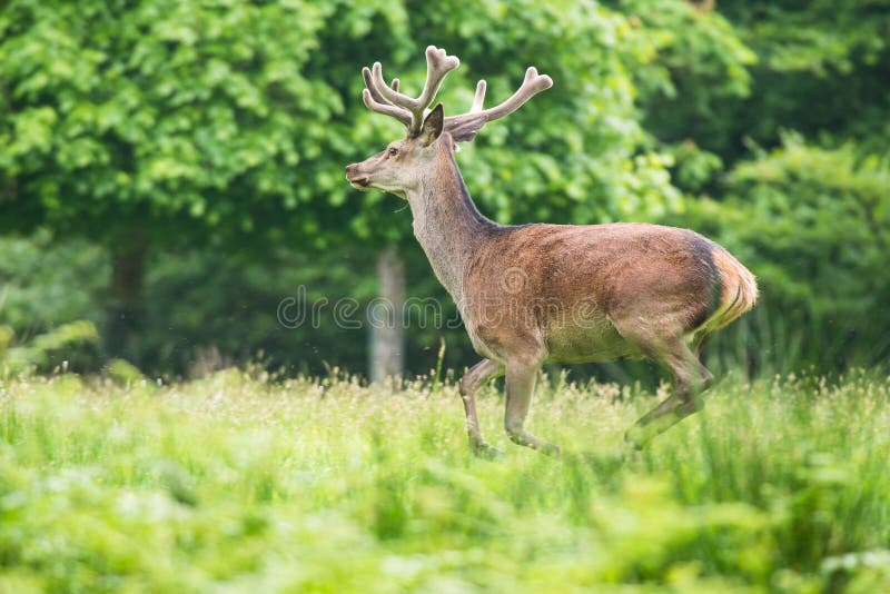 Red Stag Deer Running through a Field Stock Image - Image of beautiful ...