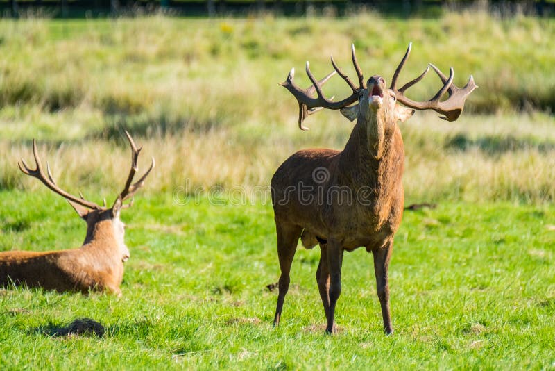 A Red Stag Shouting during Rutting Season Stock Image - Image of ...