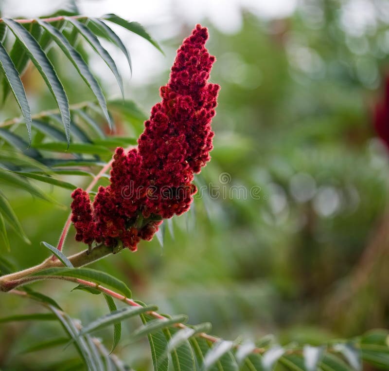 Red Staghorn Sumac Flower. stock image. Image of blossom - 347079809