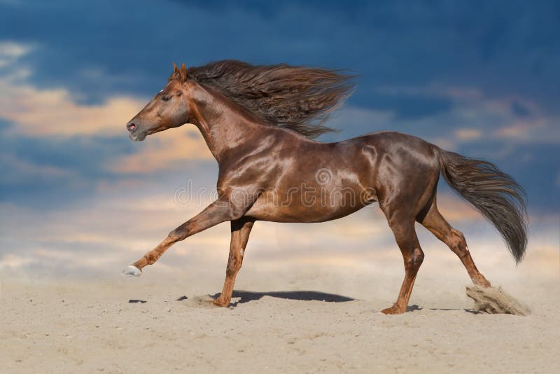 Red Stallion with Long Mane Stock Image - Image of gallop, grey: 156034519