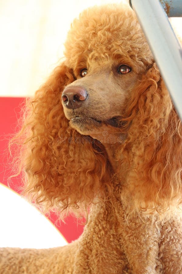 Red Standard Poodle Alert and Looking Stock Image - Image of staring ...