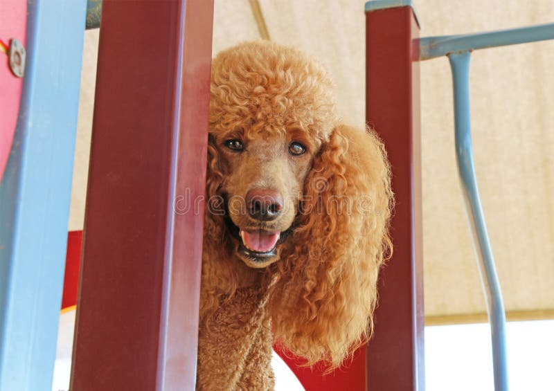 Red Standard Poodle with Happy Face Stock Image - Image of canine ...