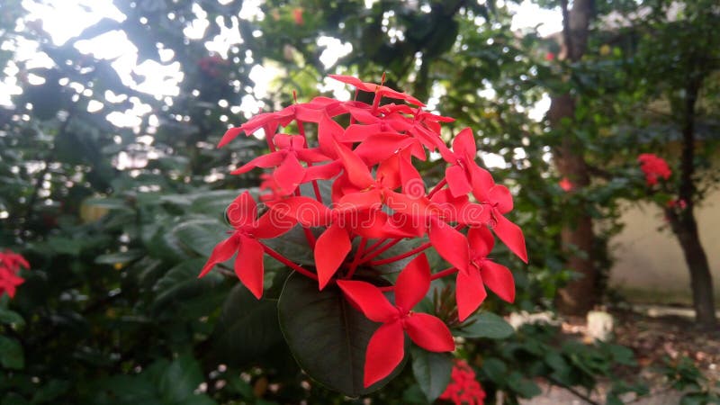 Red star colored flower. stock image. Image of colored - 98077009