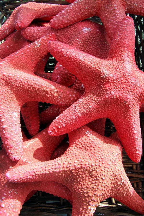 Starfish stock image. Image of exotic, beauty, stars - 13765385