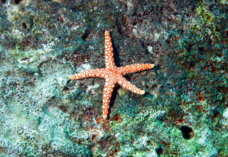 Sea Stars on Sandy Ocean Floor Stock Photo - Image of animal, nature ...