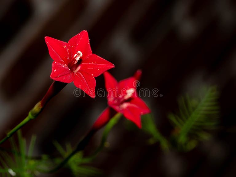 Red Star flower stock image. Image of gorgeous, star - 283434141