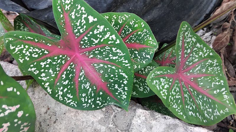 Red Star Kaladi Ornamental Plant Stock Photo - Image of star, kaladi ...