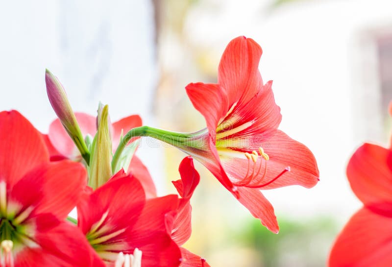 Red star lily flower stock photo. Image of bright, closeup - 38508612