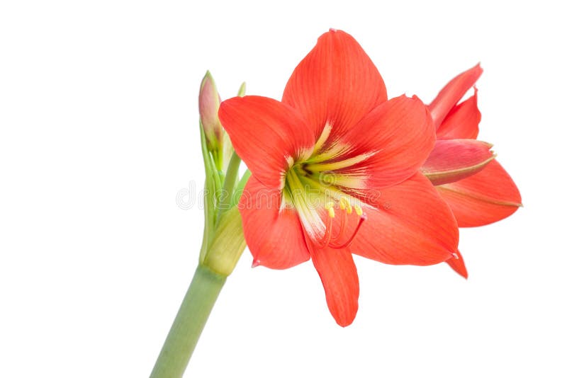Red star lily flower stock photo. Image of floral, nature - 38509152