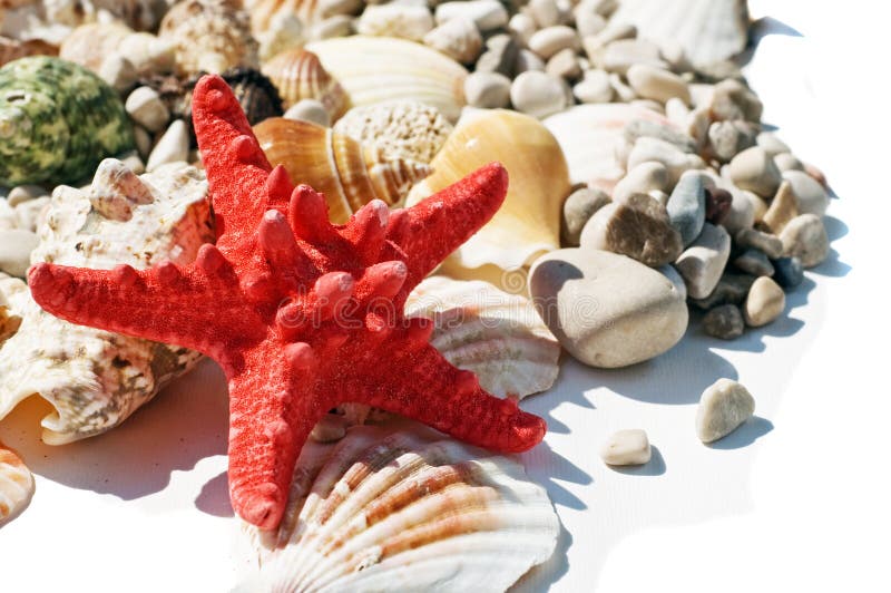 Sea Shells, Sea Star on Beach Stock Image - Image of collection ...