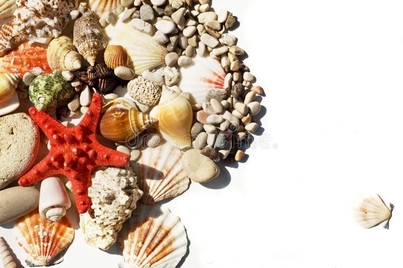 99,016 Sea Shells Stock Photos - Free & Royalty-Free Stock Photos from ...