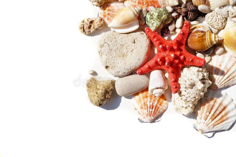 99,016 Sea Shells Stock Photos - Free & Royalty-Free Stock Photos from ...