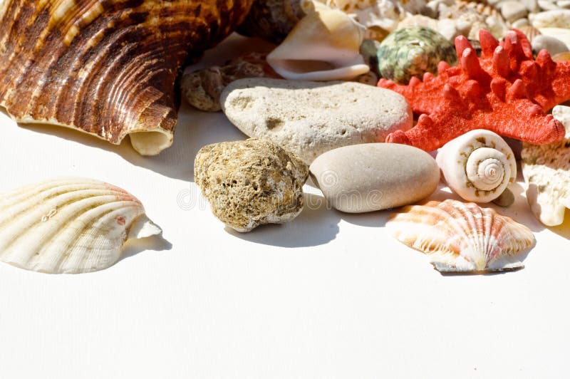 Sea Shells, Sand Dollar on the Beach Stock Photo - Image of holiday ...
