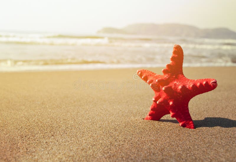 Red Star Shell in Tropical Sand Beach Stock Photo - Image of detail ...