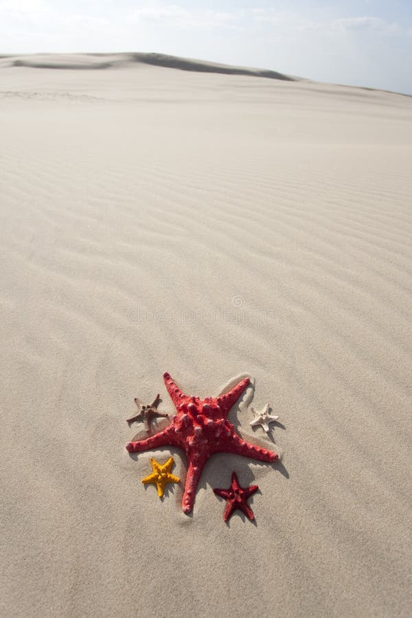 Red Starfish stock photo. Image of relaxation, surf, starfish - 11248046