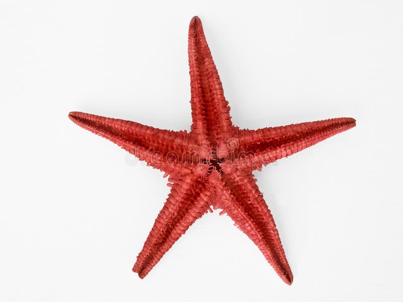 Red Starfish stock image. Image of decorative, star, starfish - 11321147