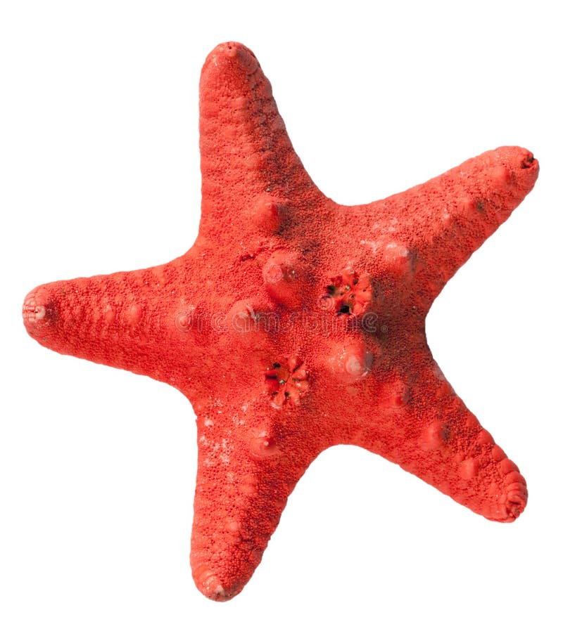 Red Starfish stock image. Image of invertebrate, shape - 11769909