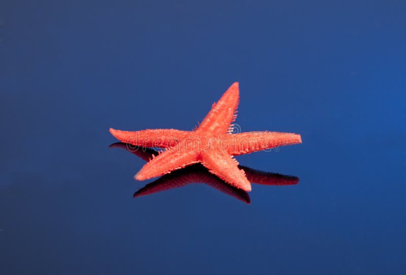 Red Starfish stock photo. Image of side, summer, life - 15707762