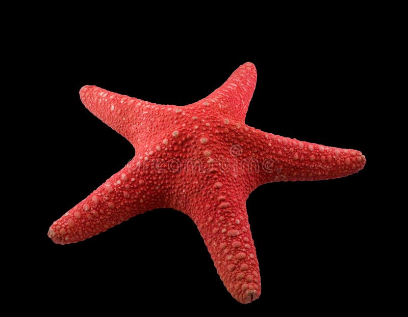 Red starfish stock image. Image of marine, black, texture - 2564197