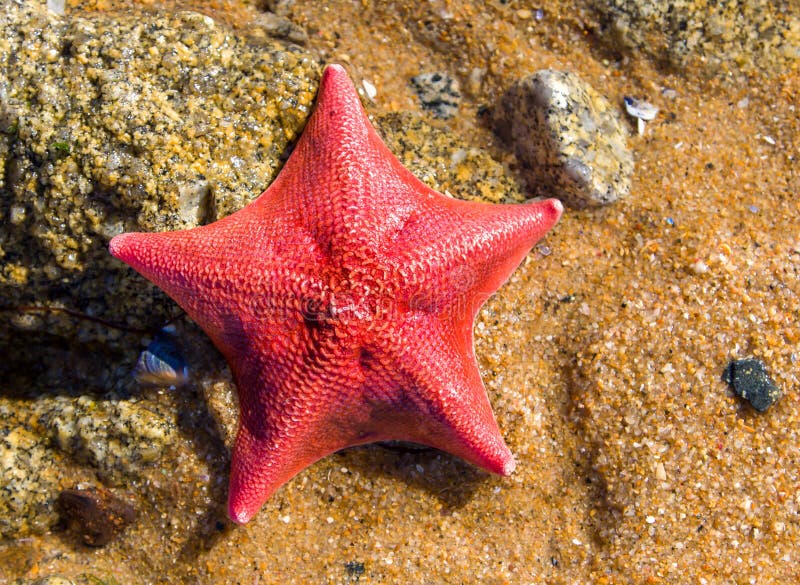 Red Starfish stock image. Image of beauty, united, ecology - 28137105