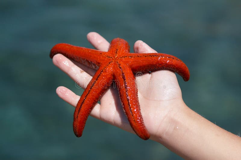 Red starfish stock photo. Image of sunny, human, holding - 2894000