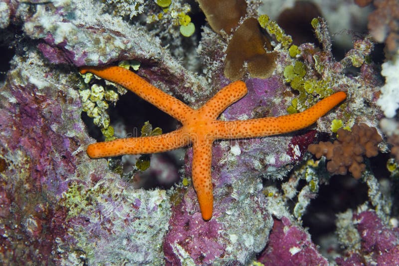 Red starfish in ocean stock image. Image of single, atlantic - 25320897