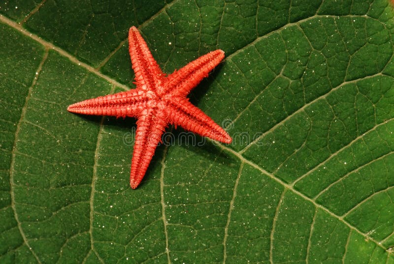 Red starfish stock photo. Image of season, summer, star - 3974018