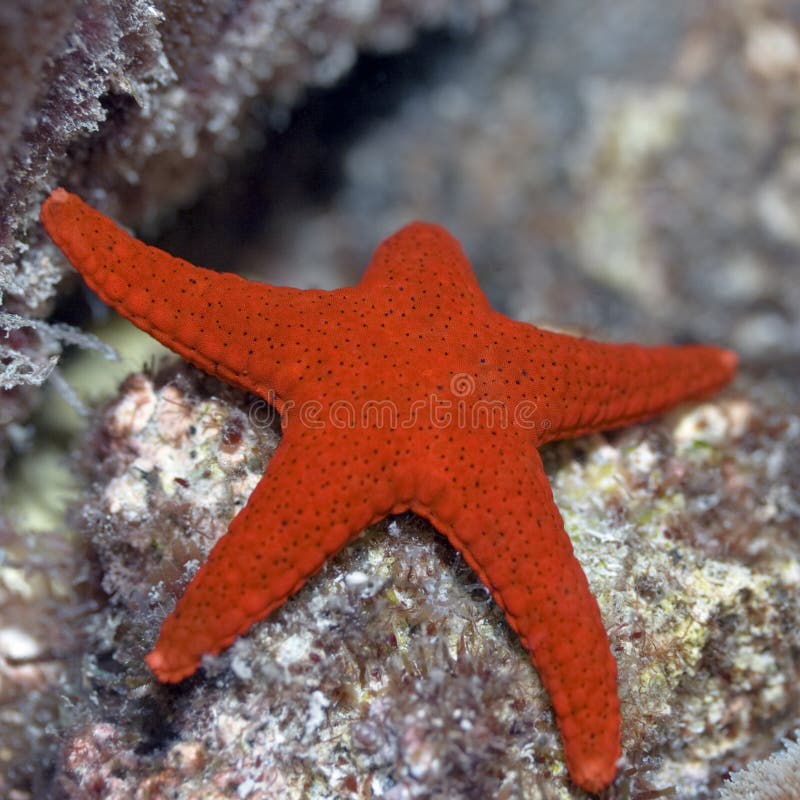 Red Sea Seastar fish stock photo. Image of season, dive - 6480362