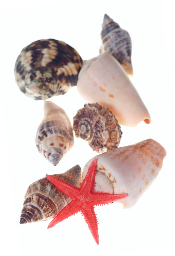 Red starfish stock image. Image of isolated, nautic, shell - 6944617
