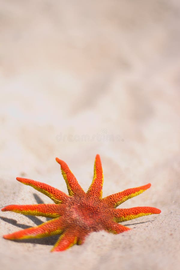 Red starfish stock image. Image of beach, pink, ocean - 7136259