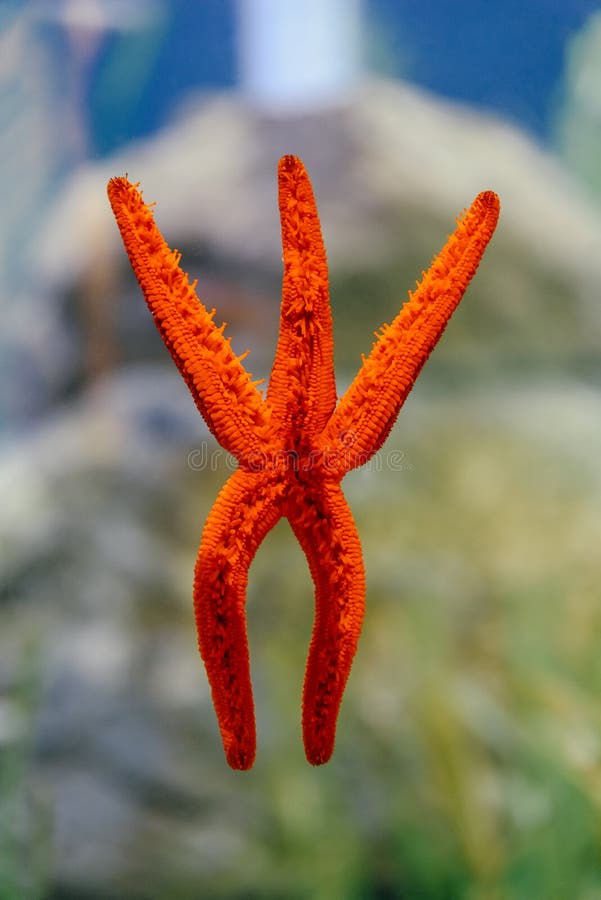 Red Starfish in Aquarium stock photo. Image of mollusk - 90041994