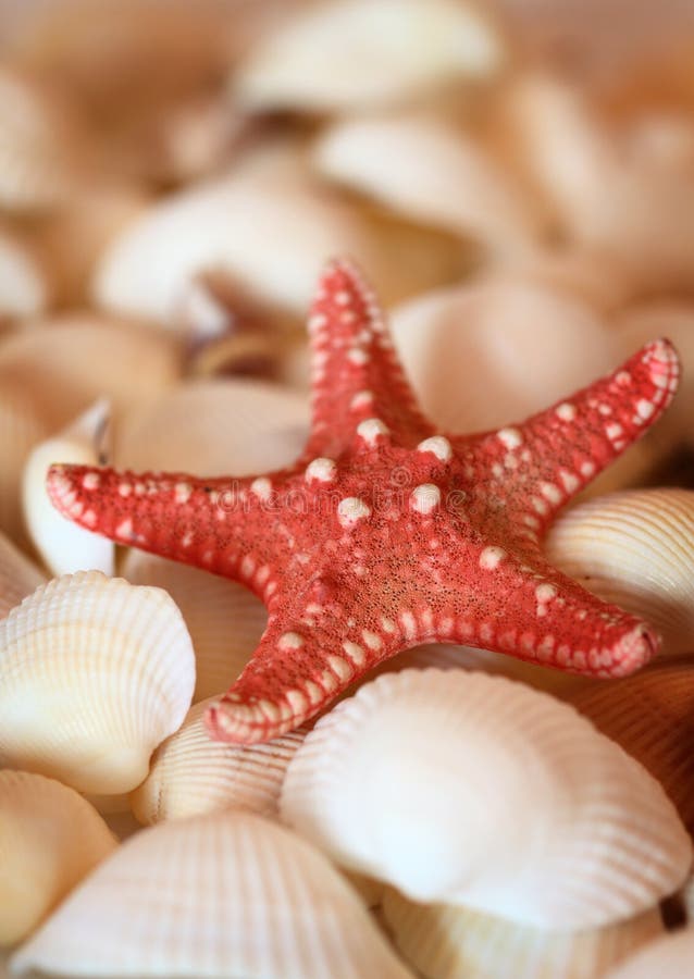 Red starfish stock photo. Image of nature, tropical, closeup - 32461662