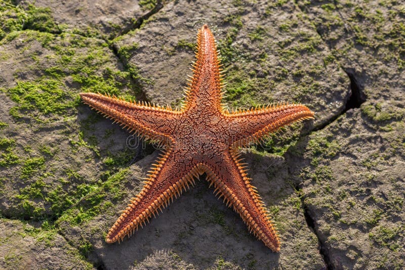 Beautiful Red Starfish On Rock Underwater Stock Photo - Image of ...