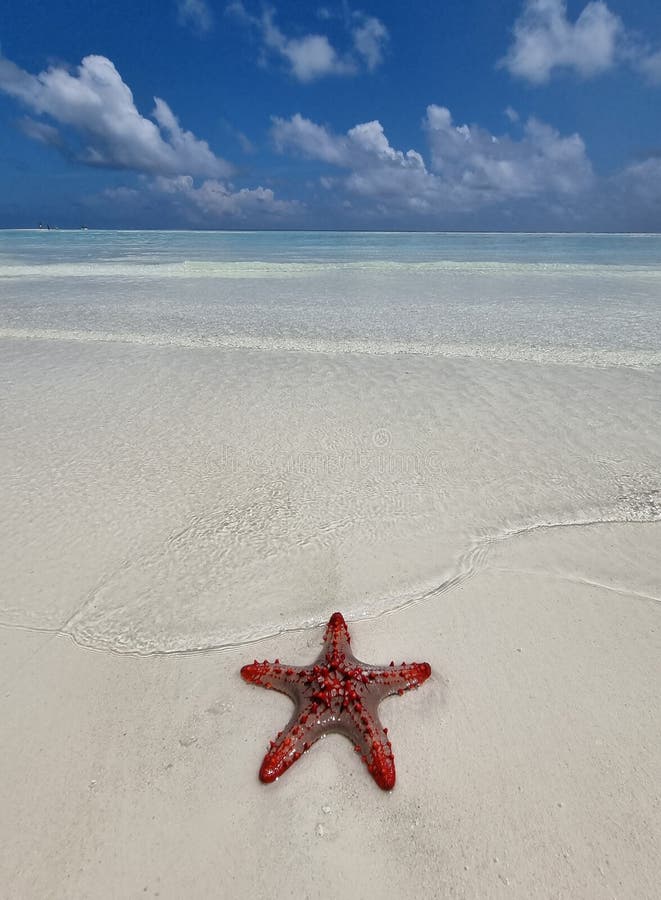 Red Starfish on the Beach of Mnemba in Zanzibar @ Luca Vantusso Stock ...