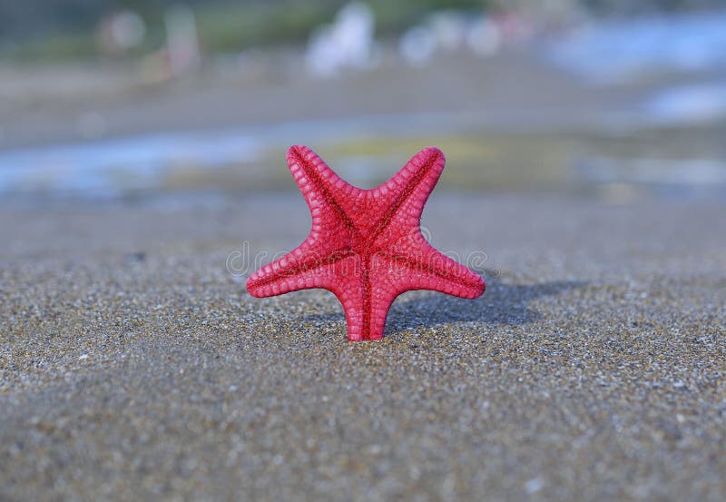 Red Starfish on the beach stock image. Image of fish - 43911199