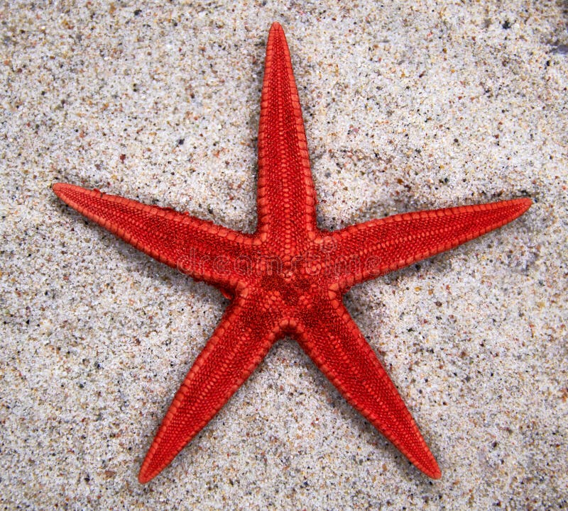 Red starfish on beach stock image. Image of star, copyspace - 140329055